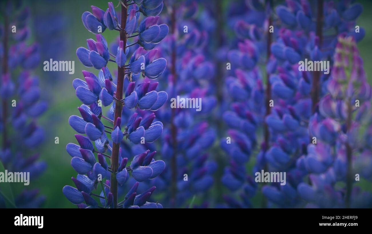 Bush Of Wild Flowers Lupine In Summer Field Meadow Panorama Summer ...