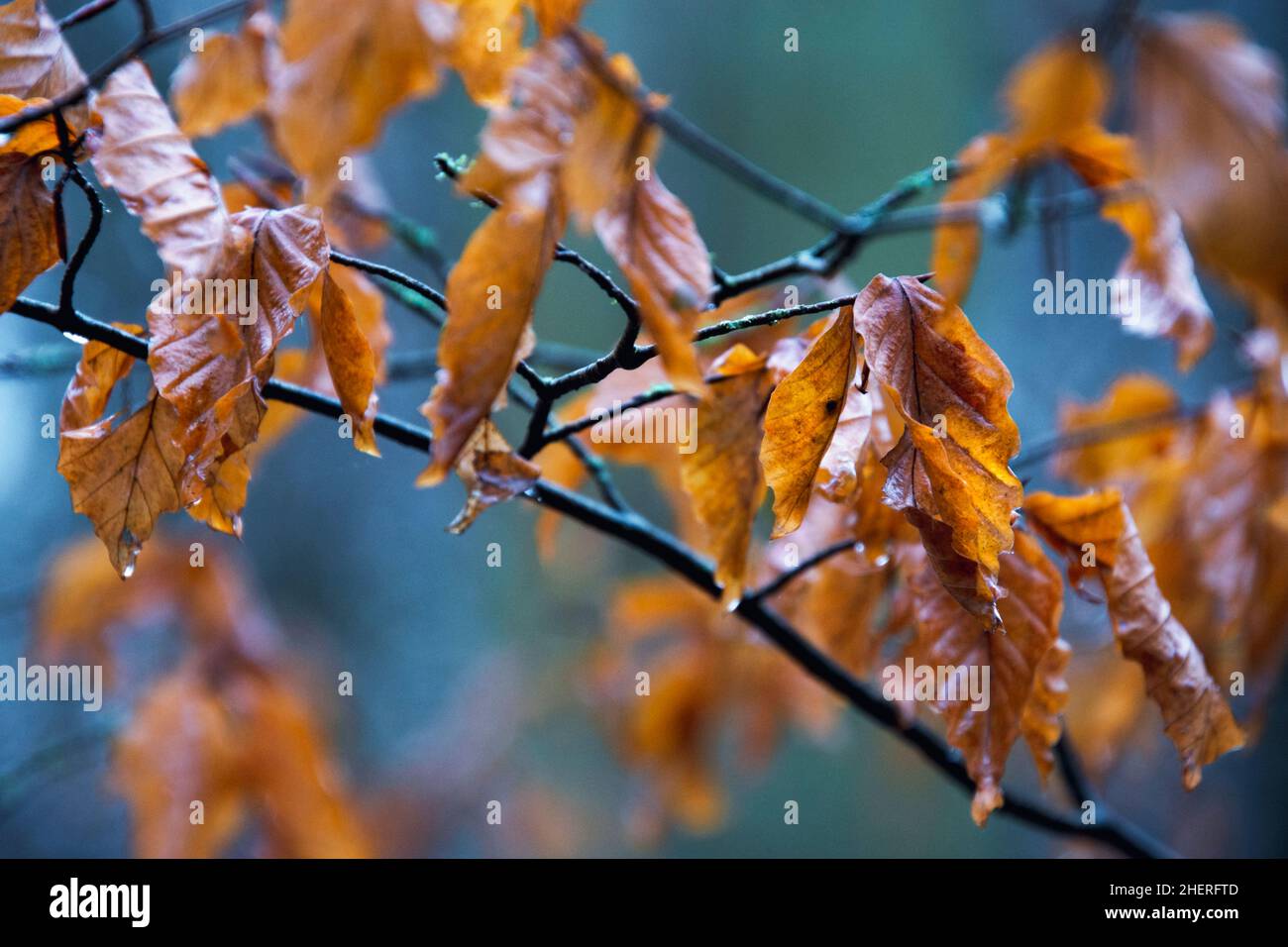 Dripping leaves hi-res stock photography and images - Alamy