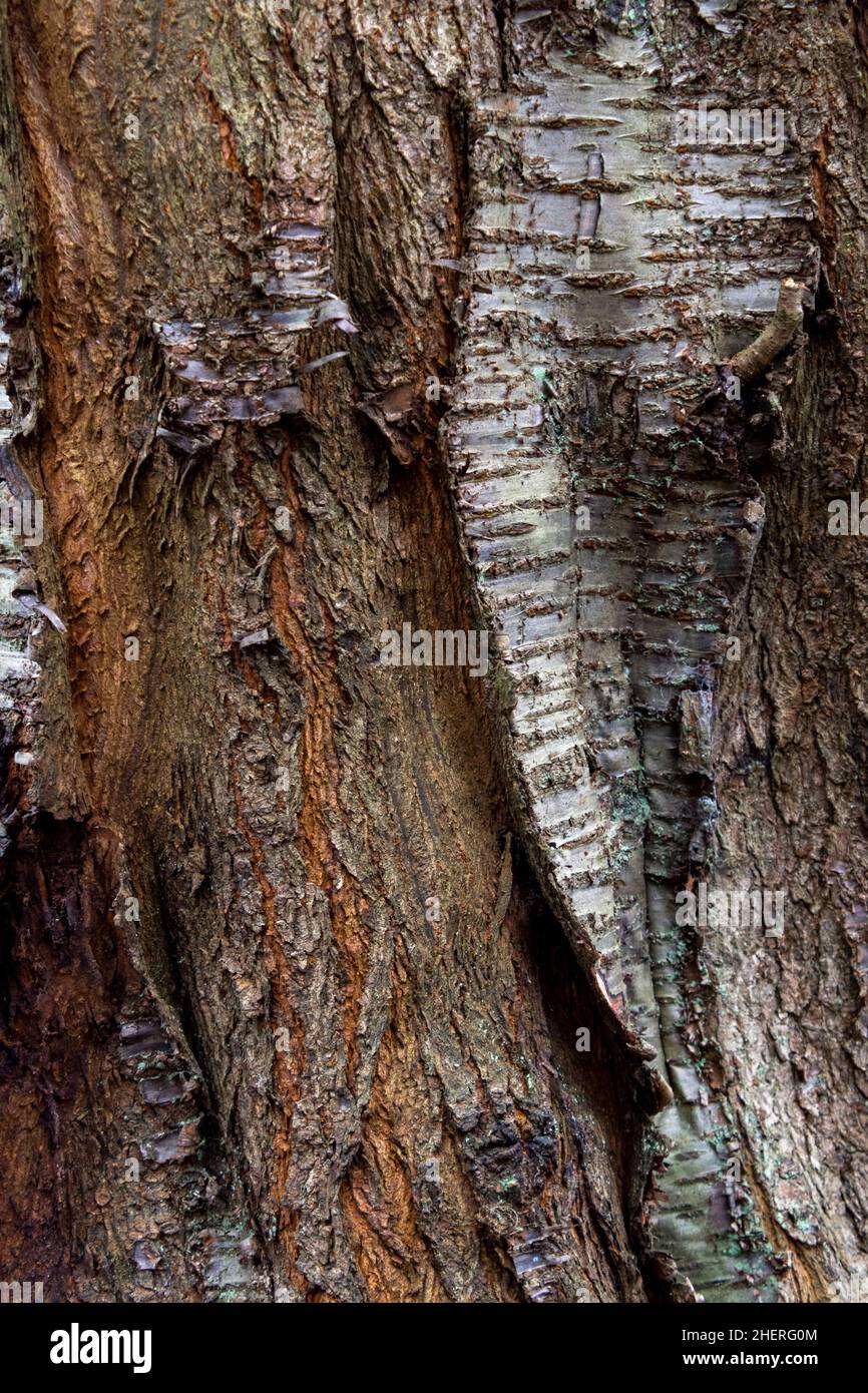Silver birch bark hi-res stock photography and images - Alamy