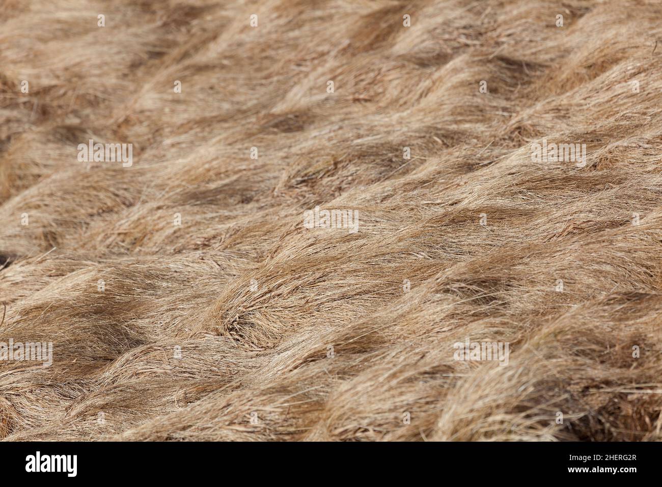 Texture in the grass, Zakopane, Poland Stock Photo - Alamy