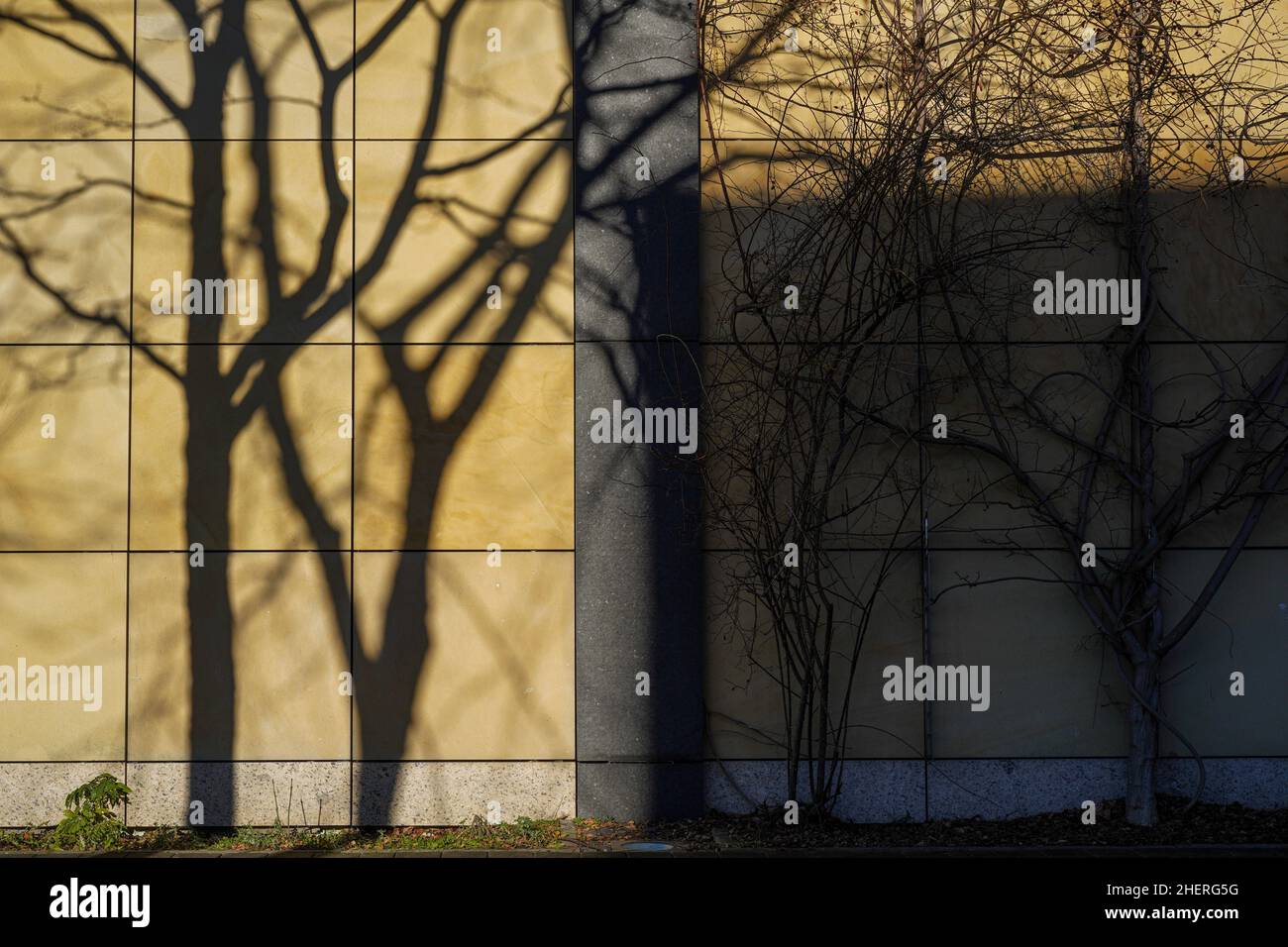 Tree shadow on wall hi-res stock photography and images - Alamy