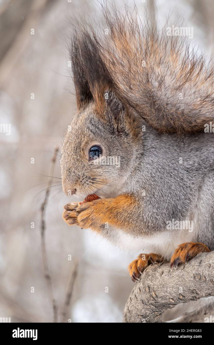 The squirrel with nut sits on tree in the winter or late autumn ...