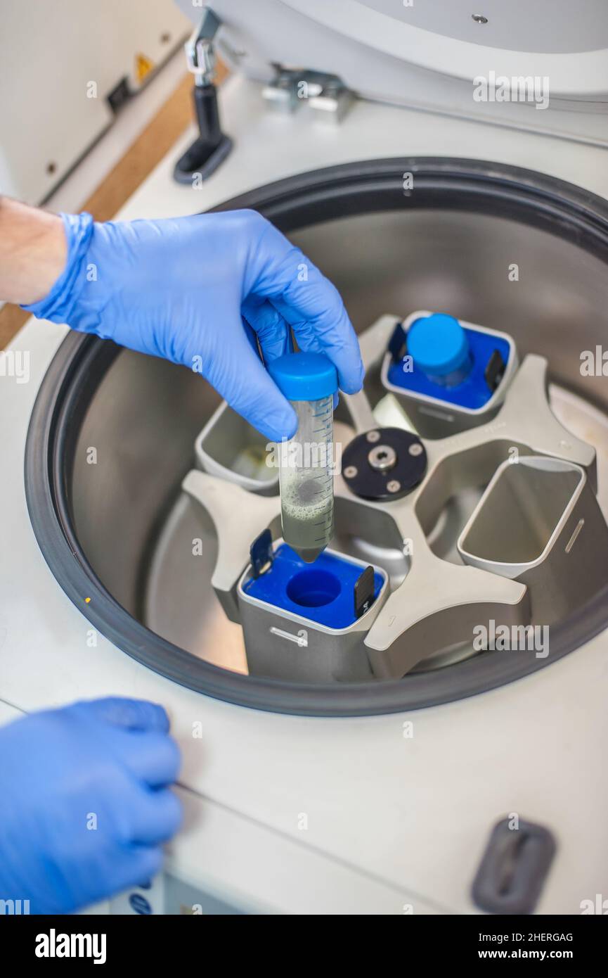 Technician loading a sample to centrifuge machine in the medical or ...