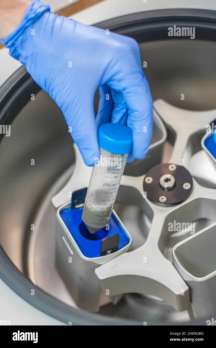 Technician loading a sample to centrifuge machine in the medical or ...