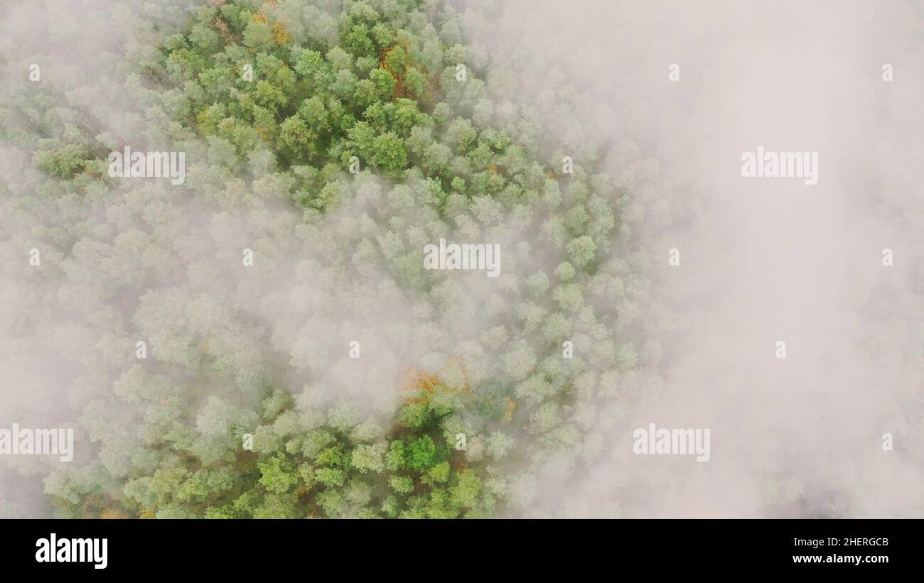 Aerial View 4K Flight Above Amazing Misty Forest Landscape. Scenic View ...