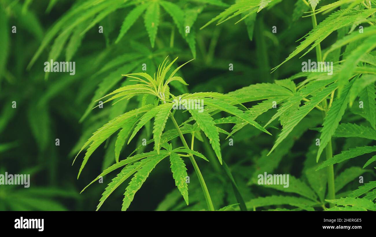Legal Green Marijuana Cannabis Leaves Growing At Farm In Summer Day ...