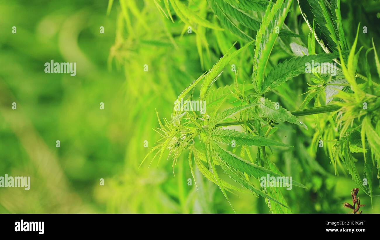 Vertical Shot Legal Green Marijuana Cannabis Leaves Growing At Farm In ...