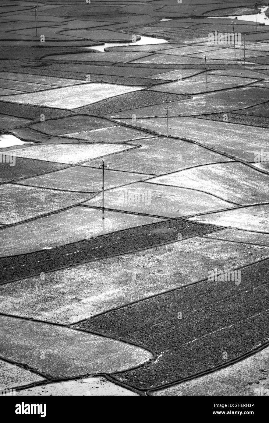 rice fields with water in china in small parcels Stock Photo - Alamy