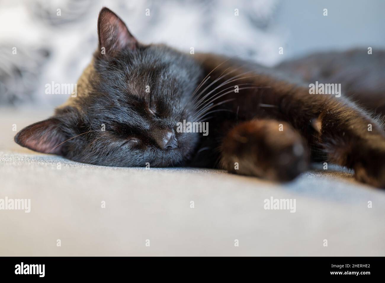 beautiful black cat sleeping Stock Photo - Alamy