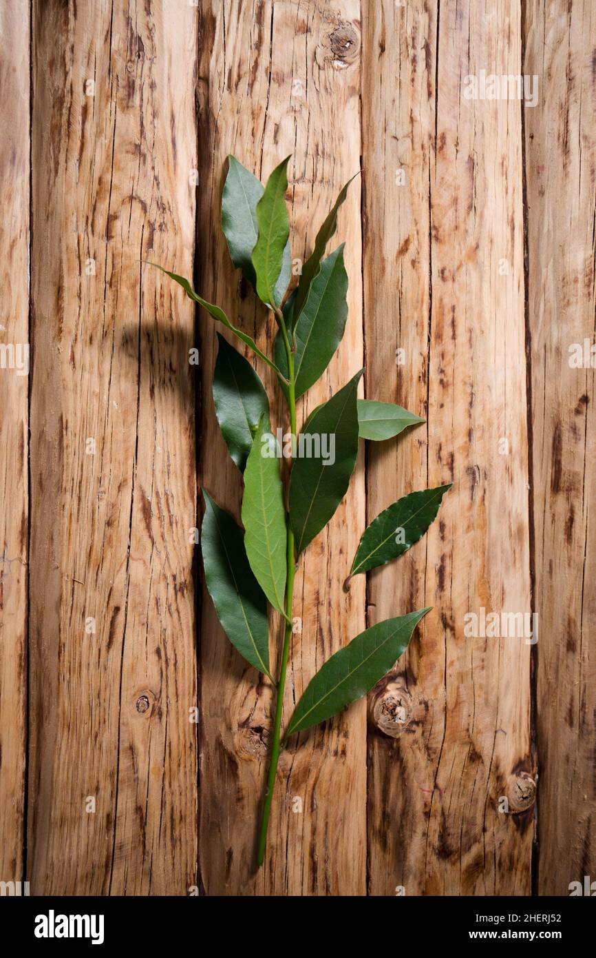 Laurel tree branch on wooden background in rustic style Stock Photo - Alamy