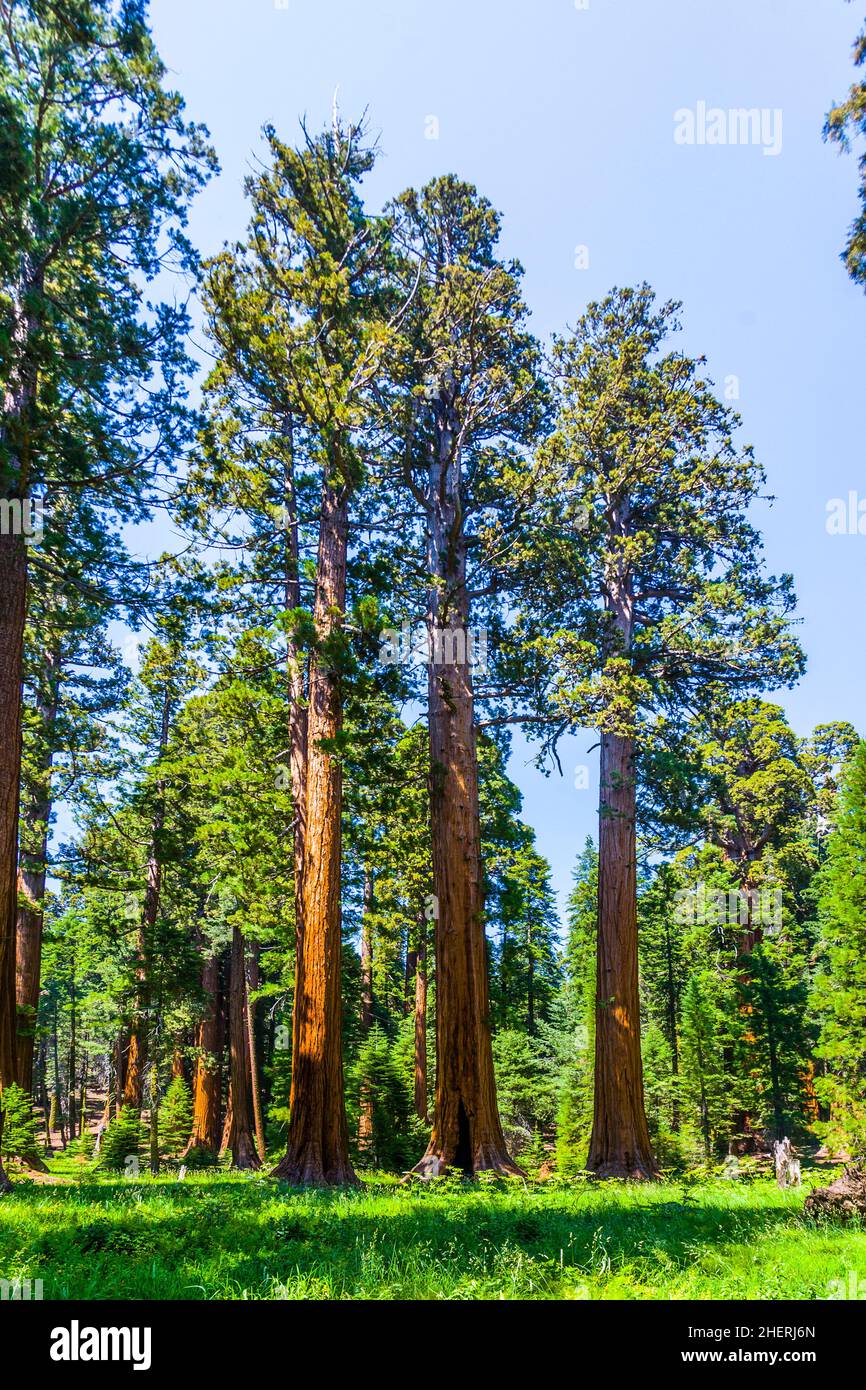 tall and big sequoias in beautiful sequoia national park Stock Photo ...