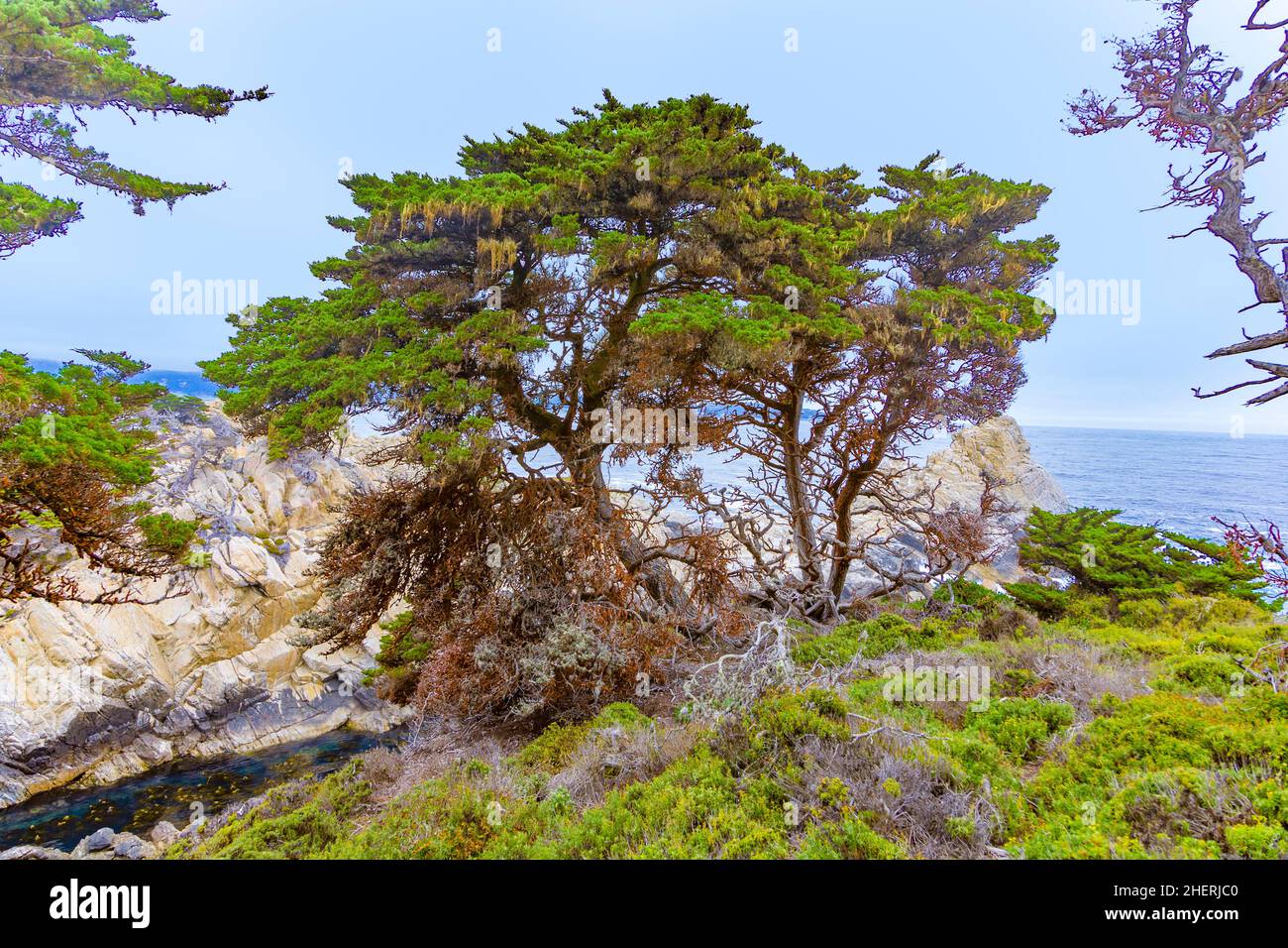 Point lobos cove cypress hi-res stock photography and images - Alamy