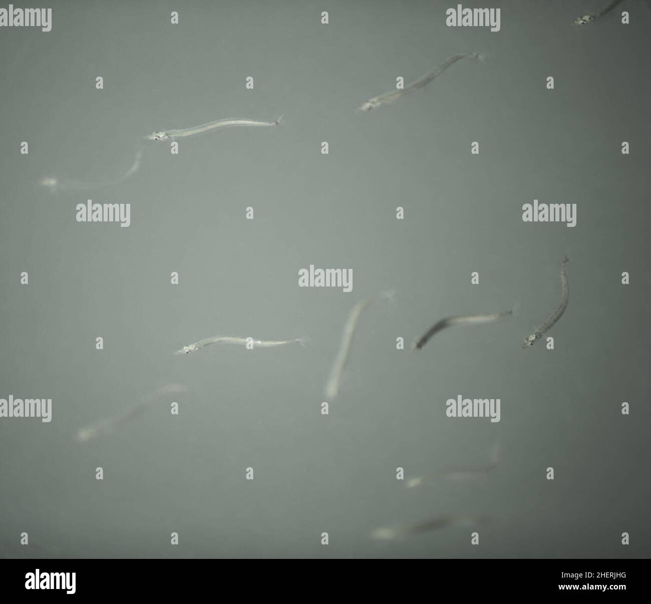 Small sandeel fishes in sea water Stock Photo - Alamy