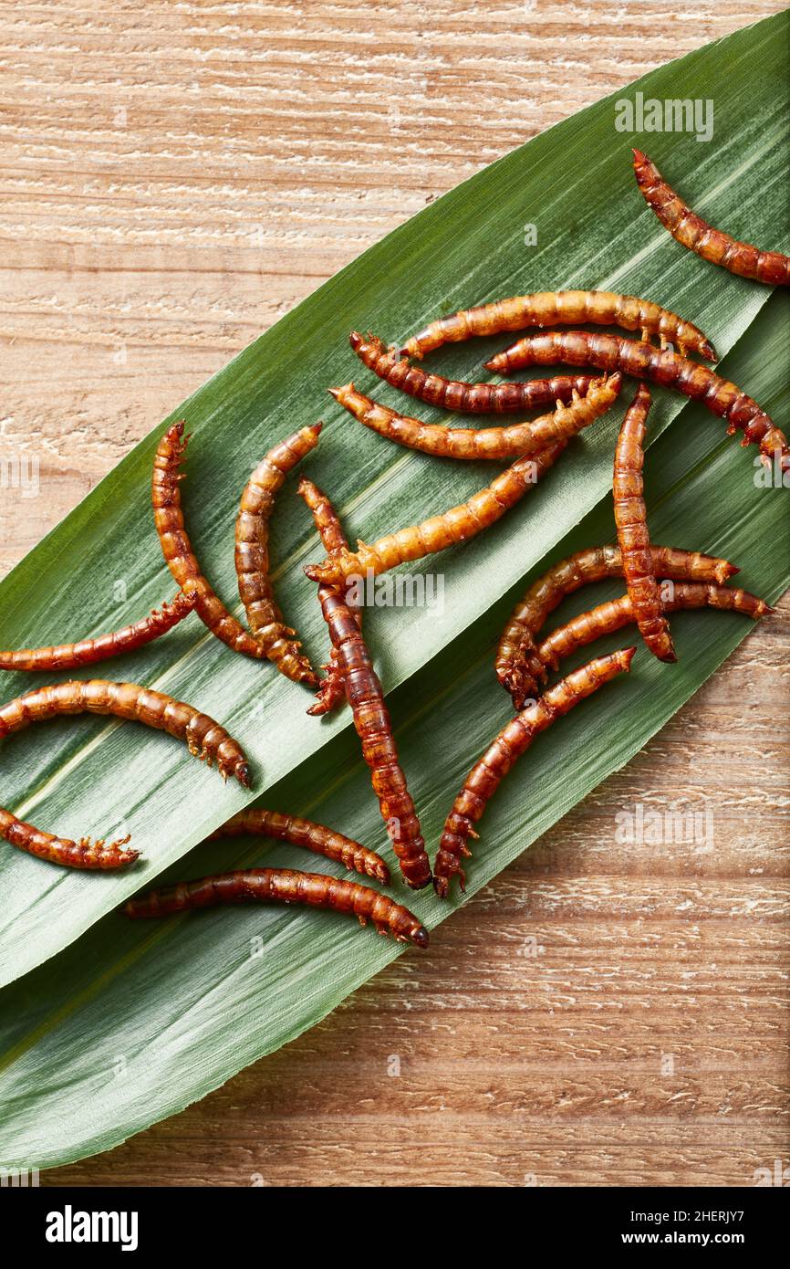 Superworm hi-res stock photography and images - Alamy