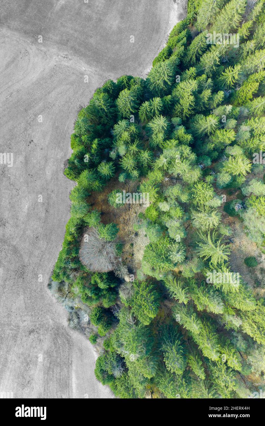 aerial drone view from top border of forest trees to meadow in black ...