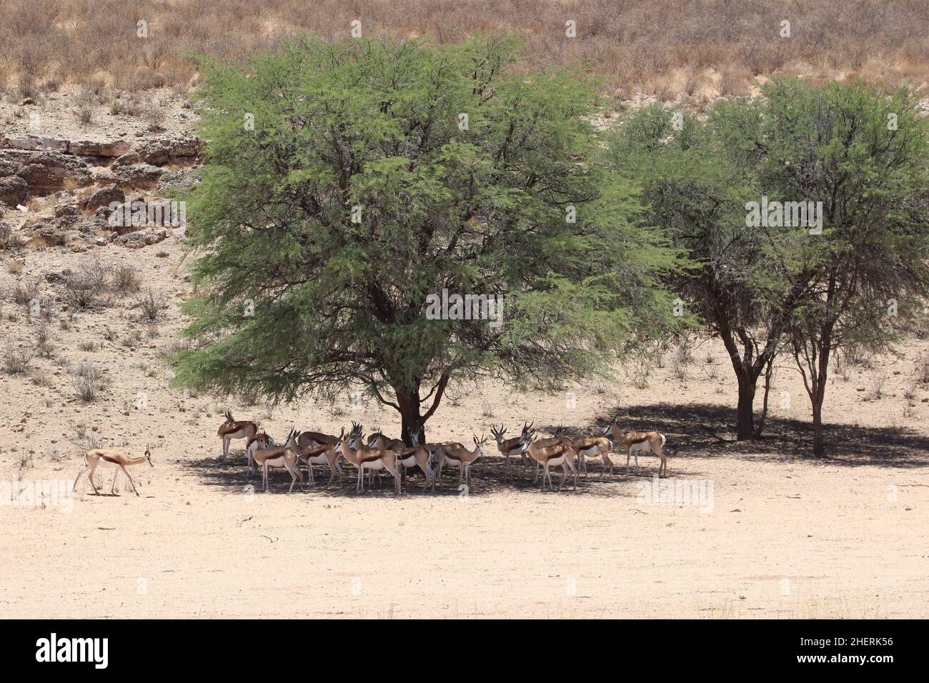 Springbok standing in the shade under a tree in the Kgalagadi Stock ...