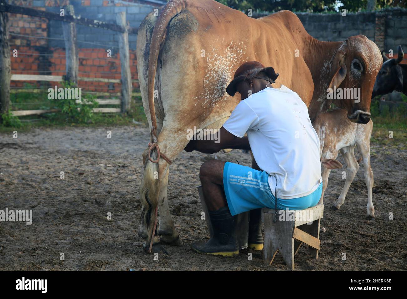 conde, bahia, brazil - january 9, 2022: Cowboy doing manual milking on ...