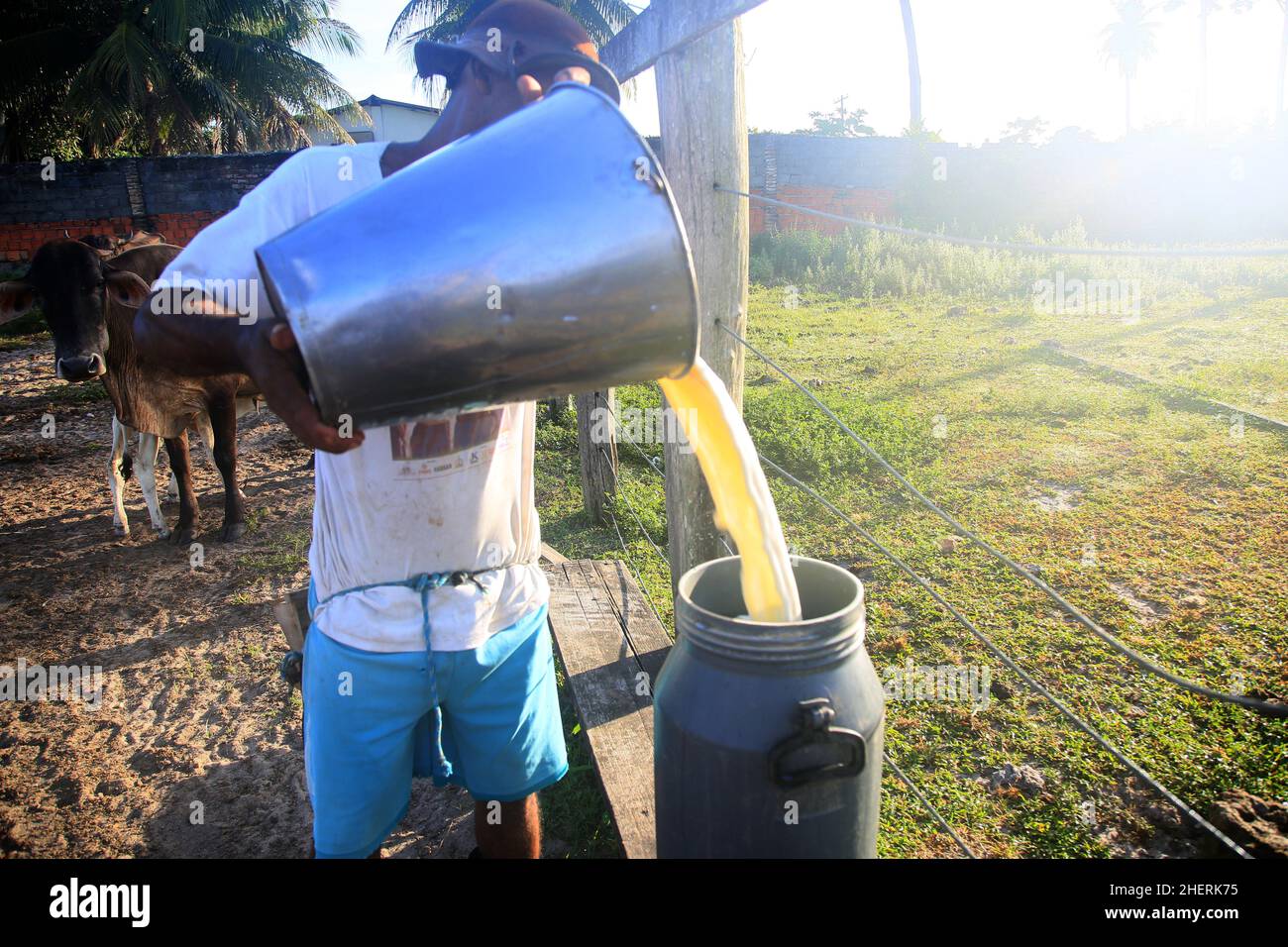 conde, bahia, brazil - january 9, 2022: cowboy pours milk after hand ...
