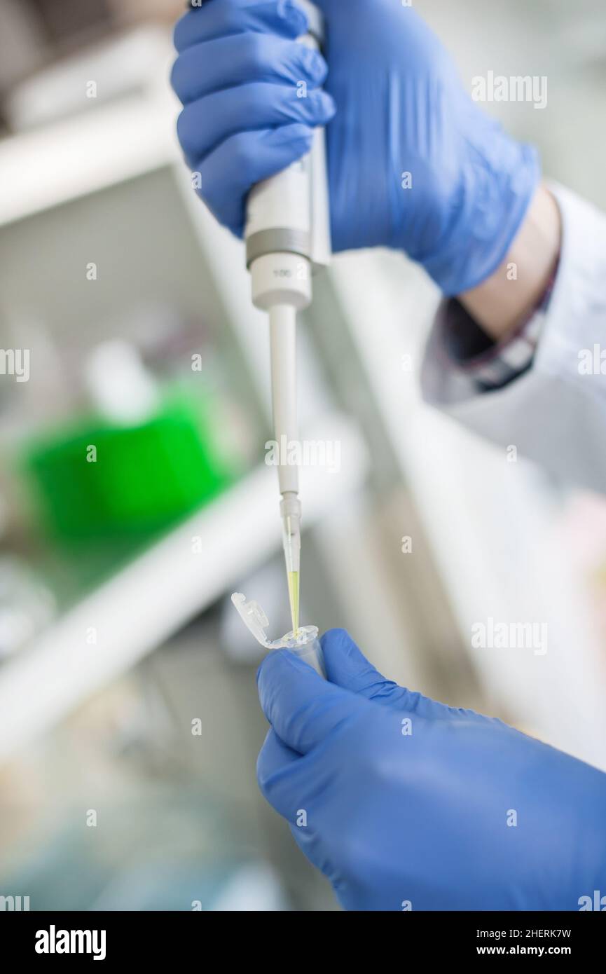 Researcher pipetting in laboratory hi-res stock photography and images ...