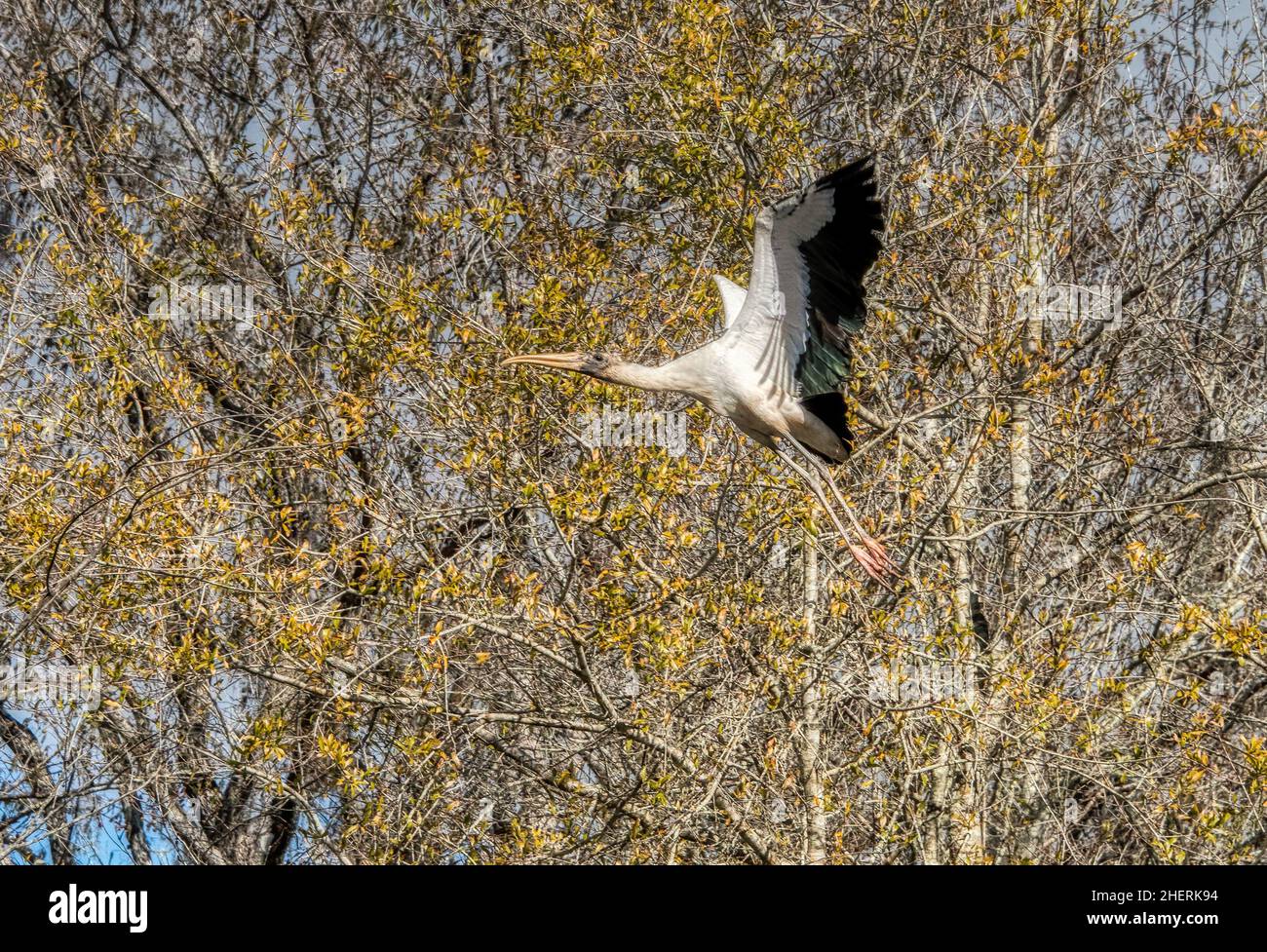 Endangered Adult Florida Wood Stork in Lake Panasoffkee Stock Photo - Alamy