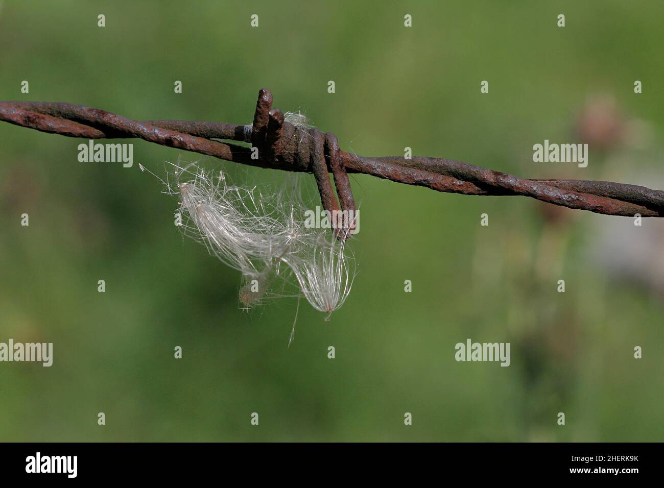 Stuck seed hi-res stock photography and images - Alamy