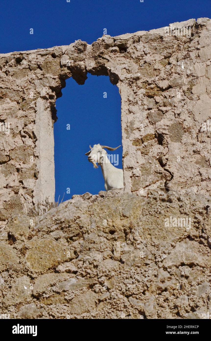 Decayed goat hi-res stock photography and images - Alamy