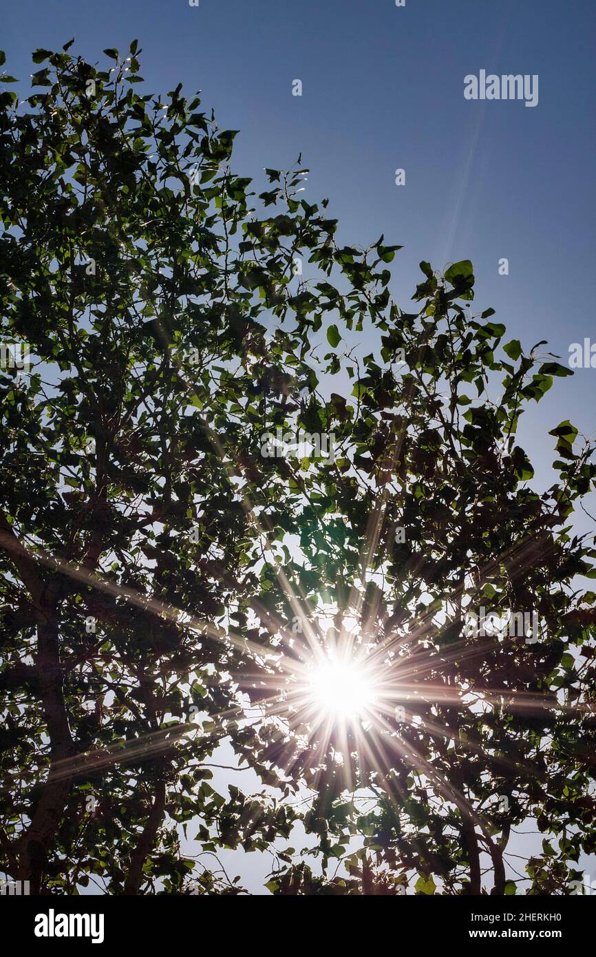 Through canopy hi-res stock photography and images - Alamy