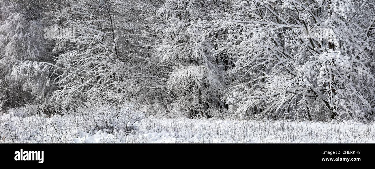 Forest in winter, Snow covered trees Quebec Canada Stock Photo - Alamy