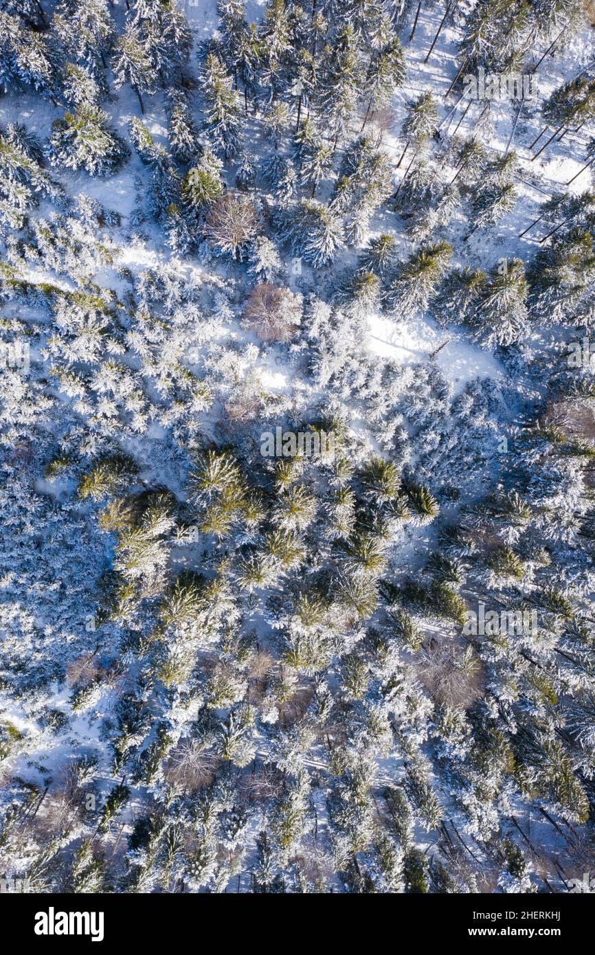 Birds eye view to forest at winter with snow on trees in Austria Stock ...
