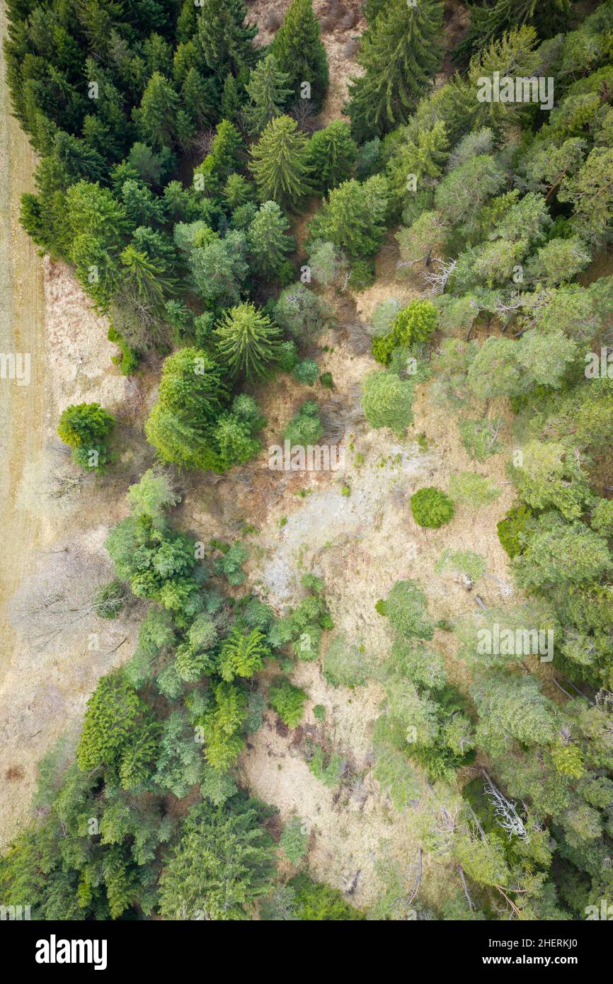 birds eye view aerial top view to trees of forest and green brown ...