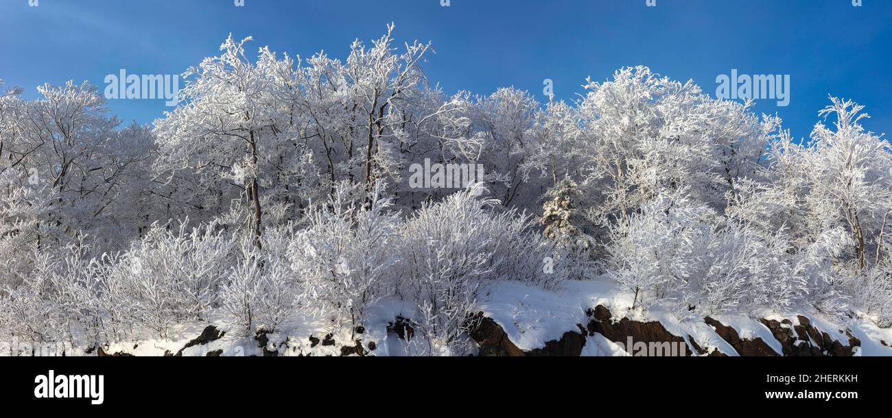 Snow covered trees, Quebec, Canada Stock Photo - Alamy