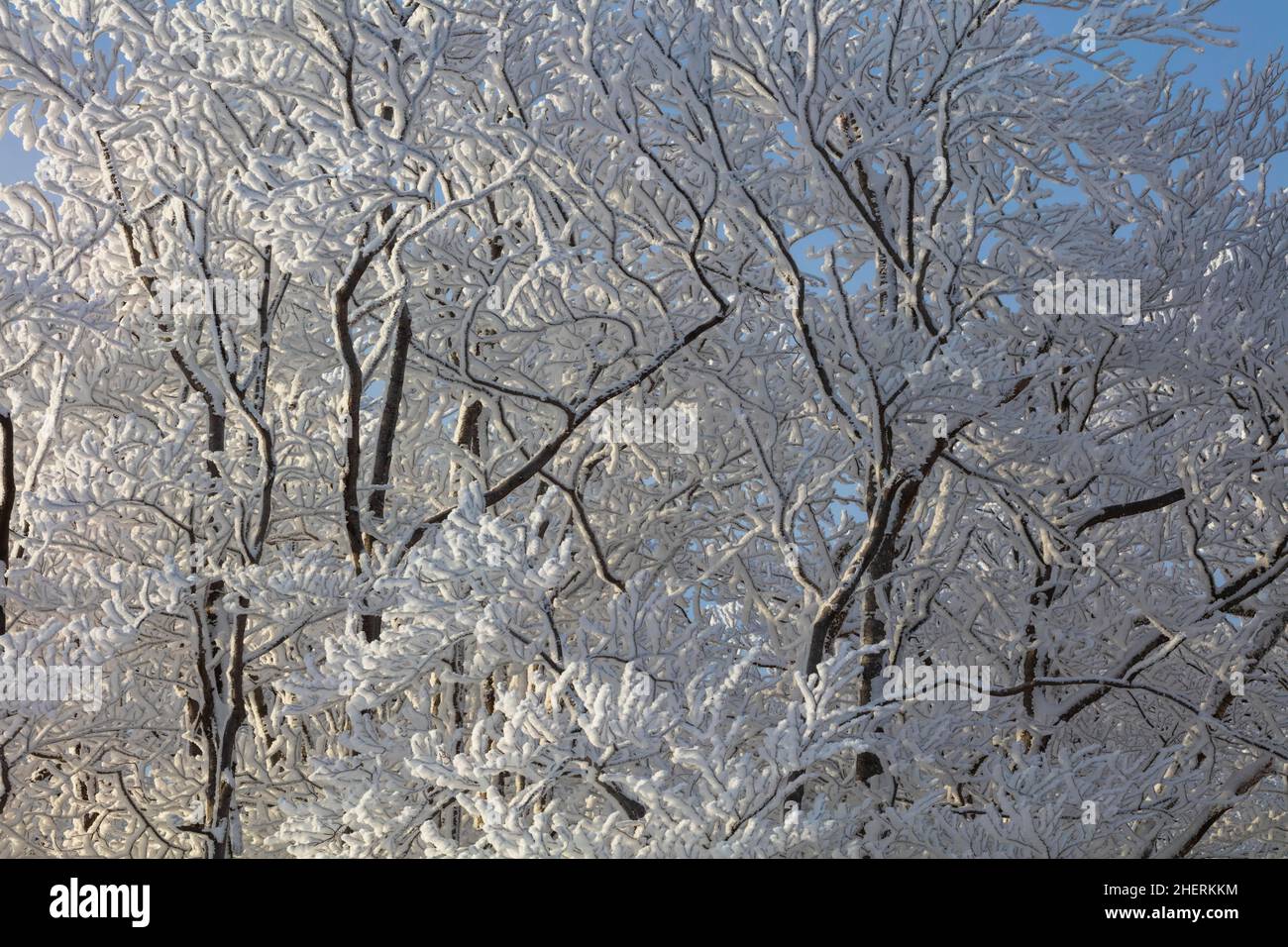 Snow covered trees, Quebec, Canada Stock Photo - Alamy