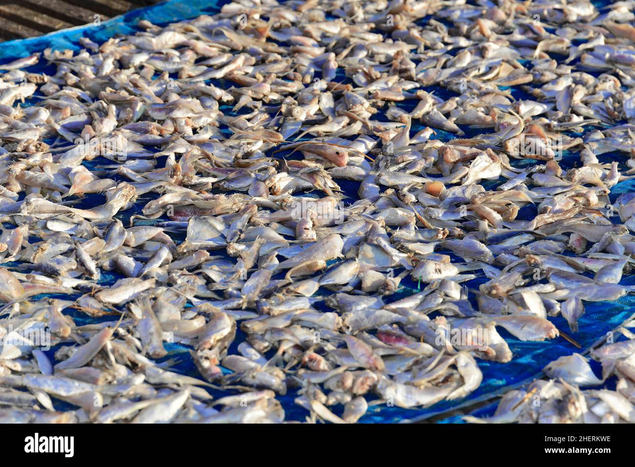 Southeast asia myanmar burma fish hi-res stock photography and images ...