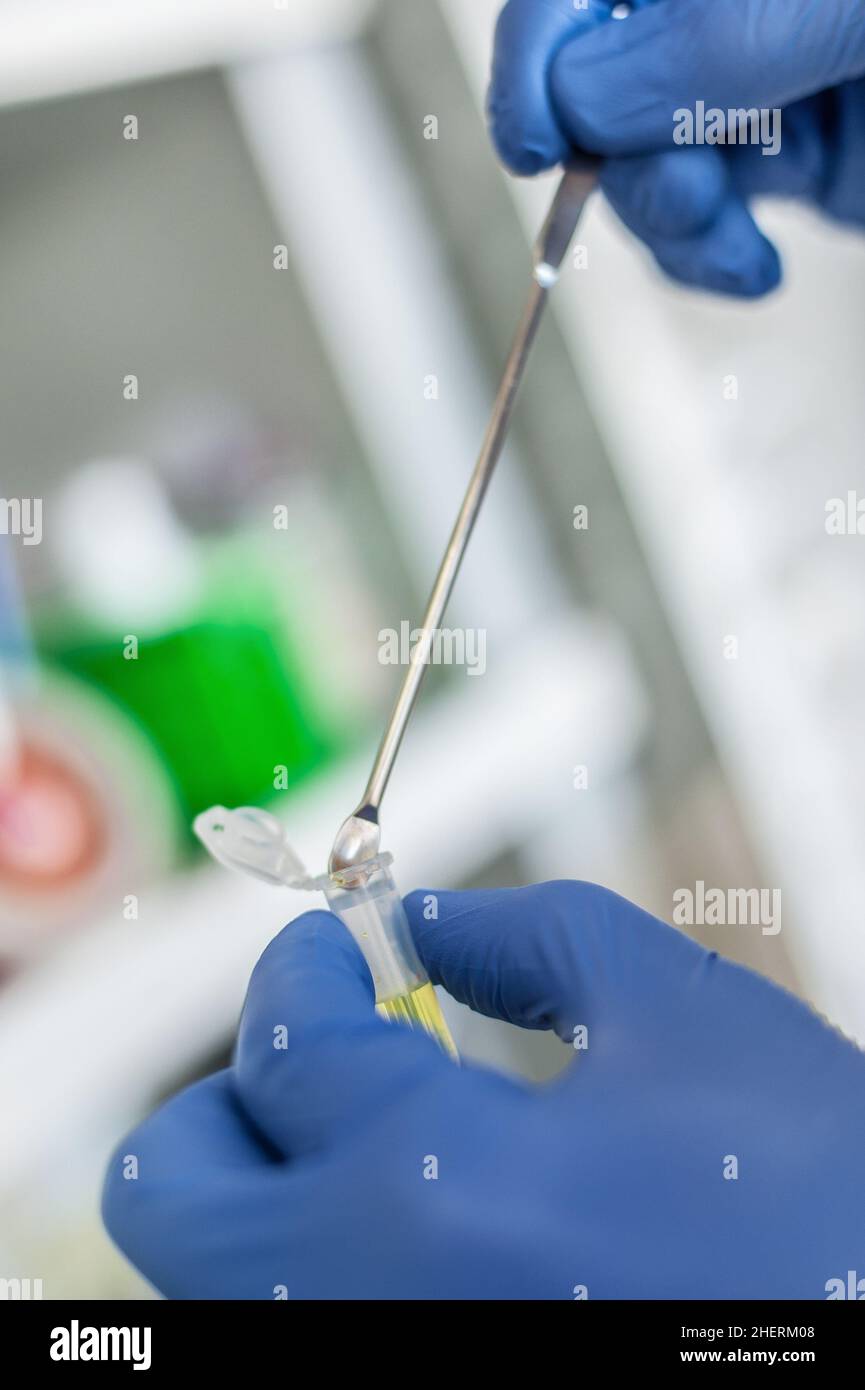 Laboratory technician take a sample for testing with chemistry spoon in ...