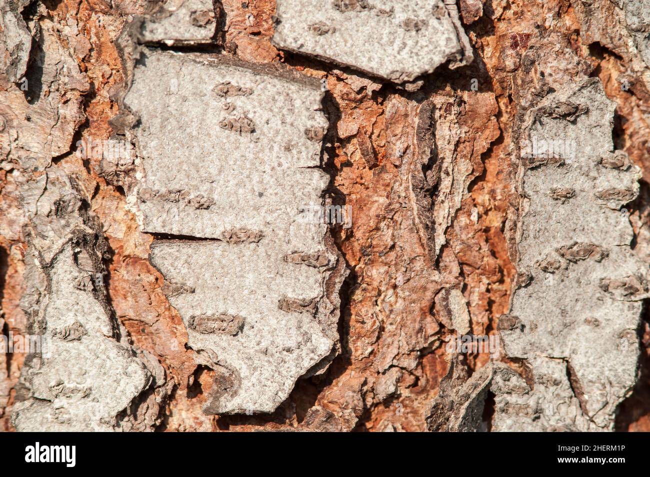 Art, abstract and artistic background pattern macro lens magnification ...