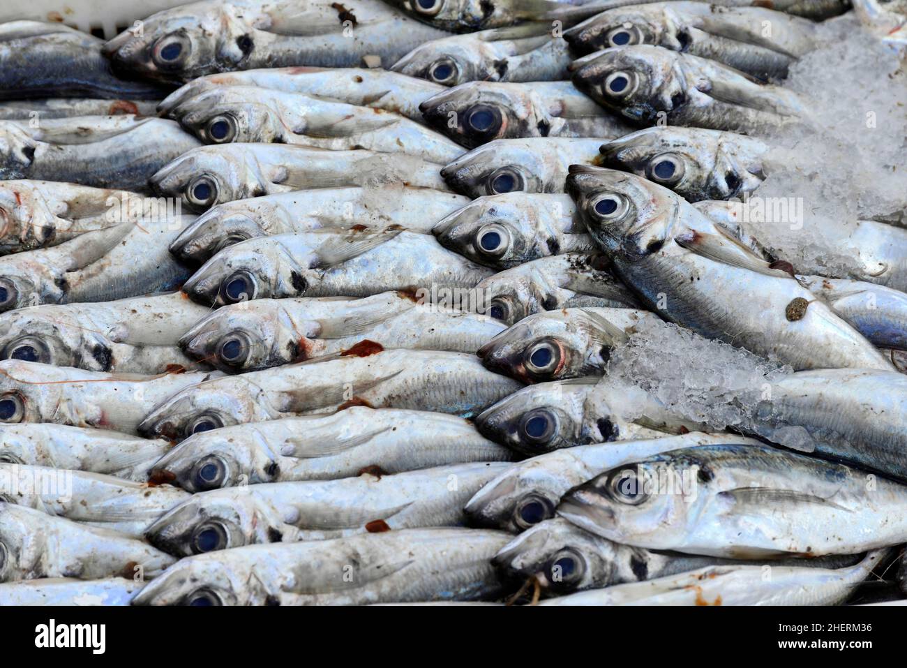 Fresh fish, Essaouira, Morocco Stock Photo - Alamy