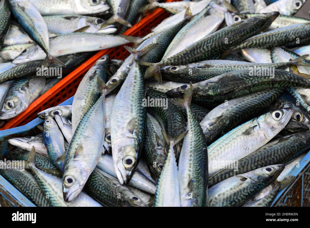 Fresh fish, Essaouira, Morocco Stock Photo - Alamy