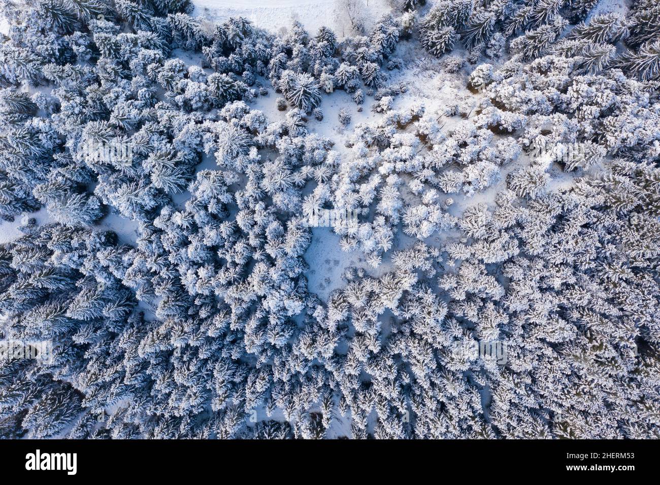 Drones view from above of snow-covered spruce trees in winter Stock ...