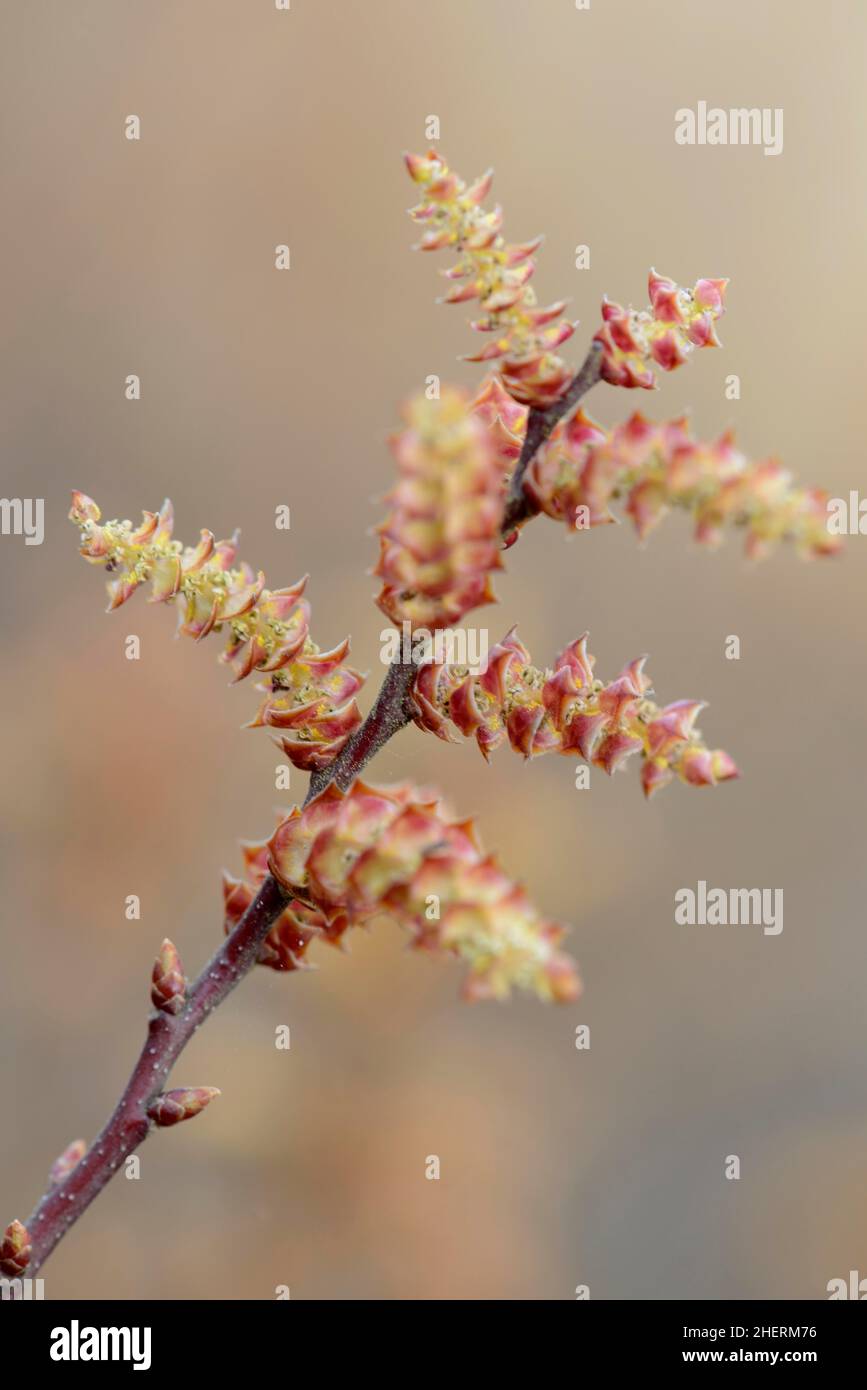 Bog myrtle (Myrica gale), male flowers, Emsland, Lower Saxony, Germany ...