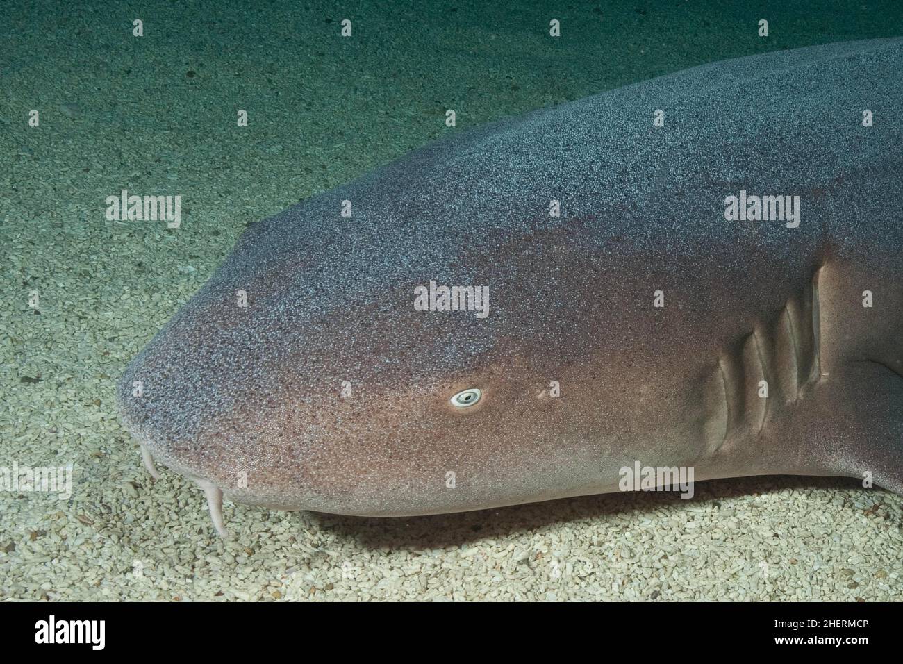 Close-up of head of atlantic nurse shark (Ginglymostoma cirratum ...
