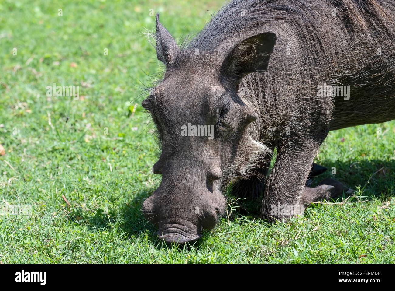Common warthog (Phacochoerus africanus), animal portrait, Kasane ...