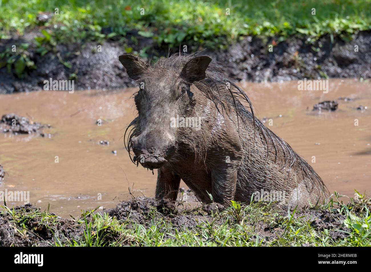 Common warthog (Phacochoerus africanus), bathing in mud, Kasane ...