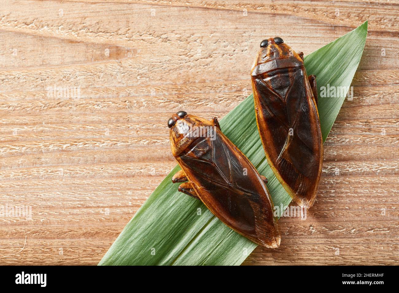 Lethocerus deyrollei hi-res stock photography and images - Alamy