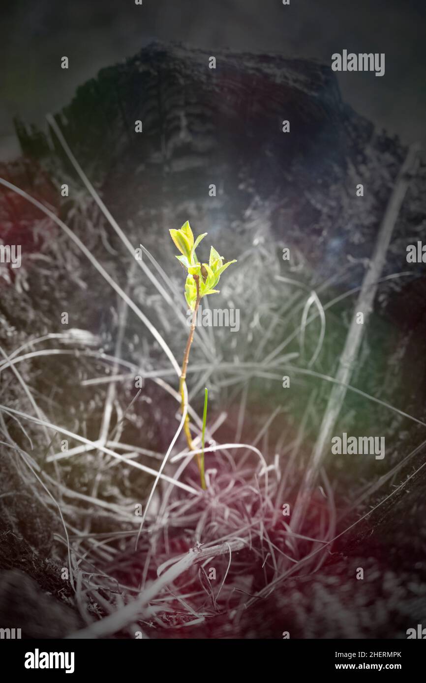 new small green tree life growing out of dead old stump in mystic light ...