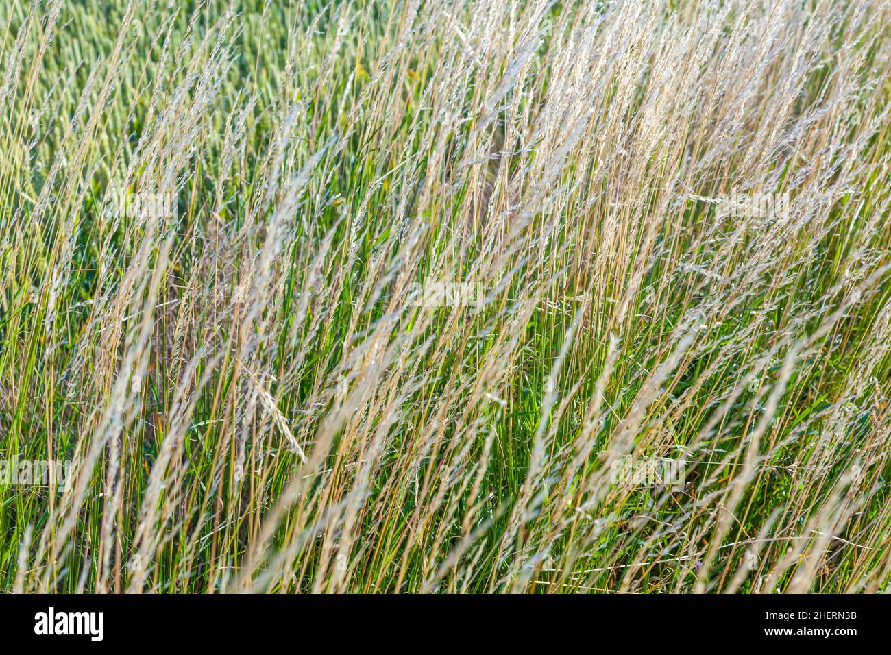 fresh green wild grass field in detail Stock Photo - Alamy