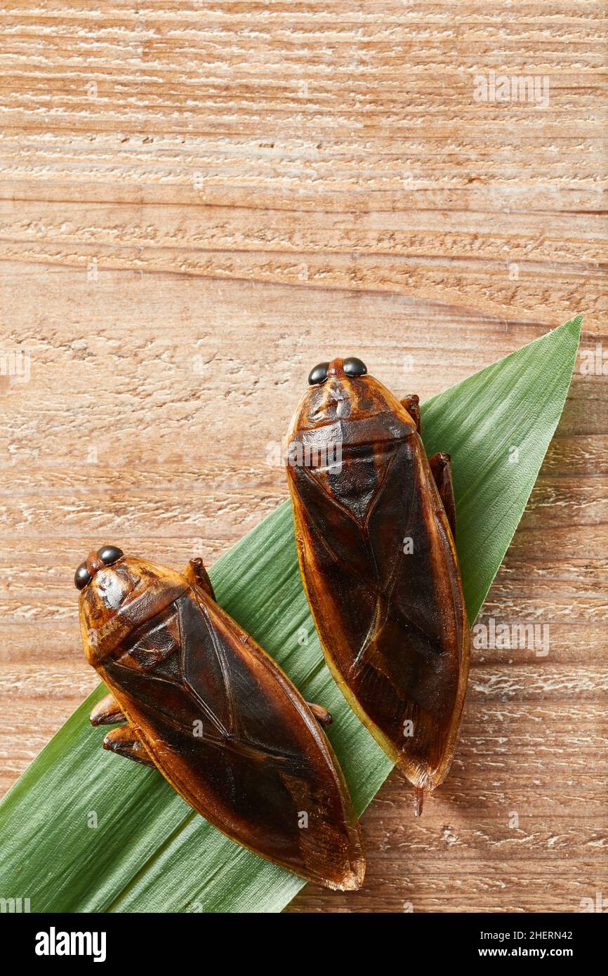 Lethocerus deyrollei hi-res stock photography and images - Alamy