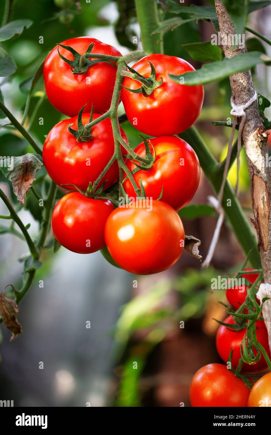 Beautiful red ripe heirloom hi-res stock photography and images - Alamy