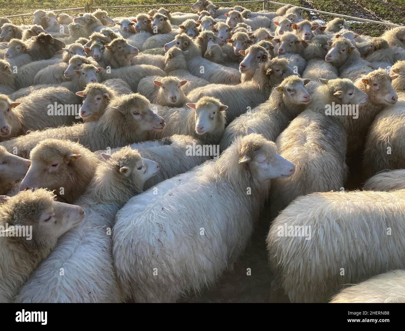 Heath sheep in a pen, Mecklenburg-Western Pomerania, Germany Stock ...