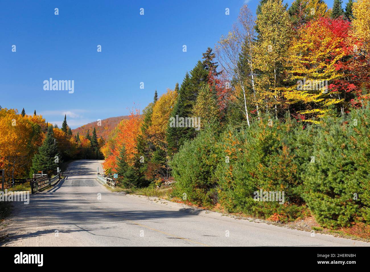 Road in a forest, Autumn colours, National Park Mont Tremblant ...