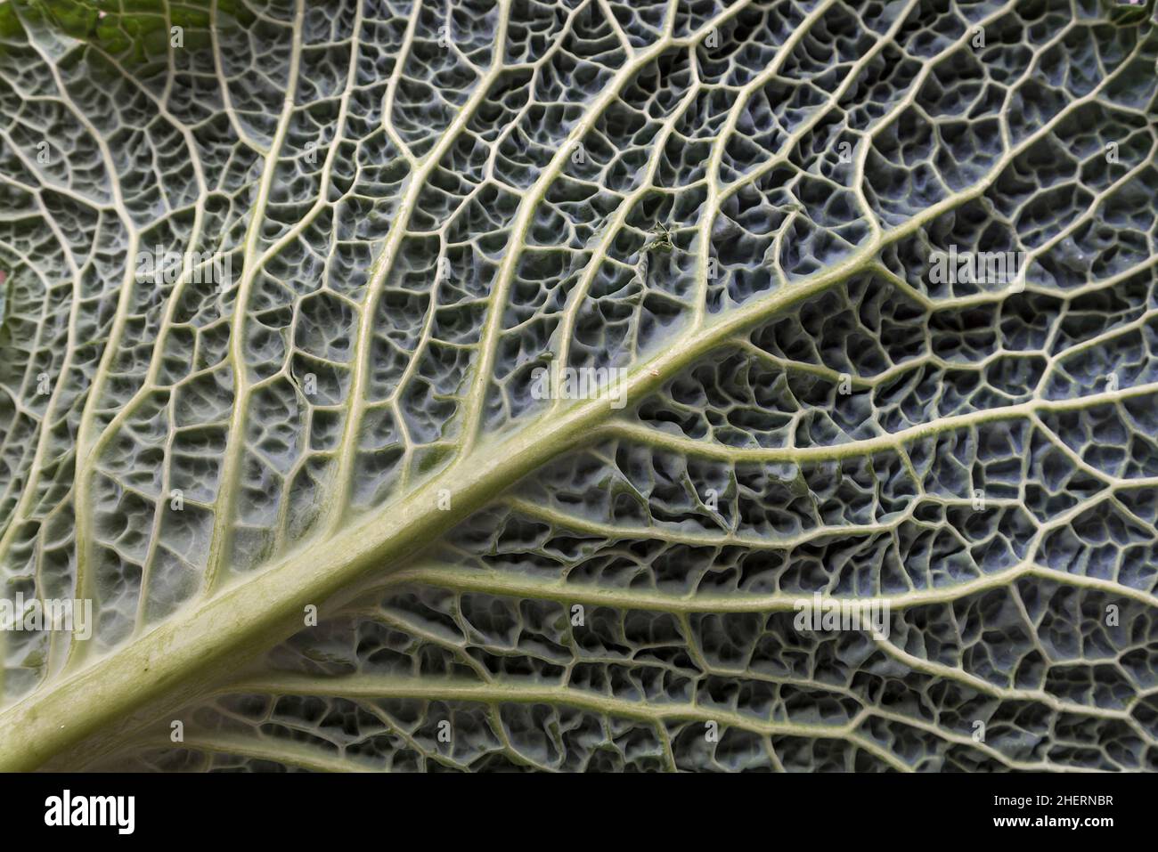Leaf structure of a vegetable cabbage (Brassica oleracea var. sabauda ...
